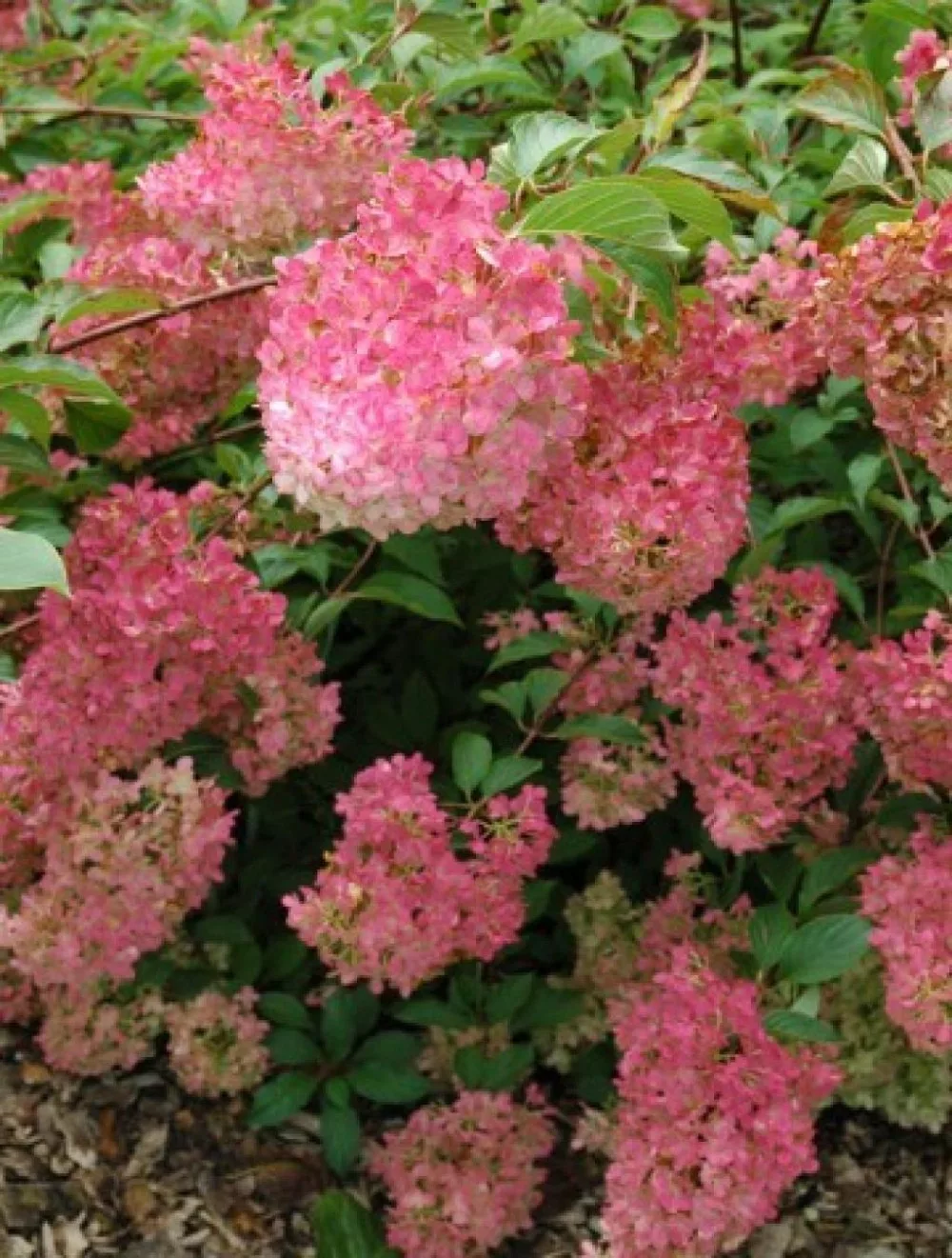 Bugás hortenzia Hydrangea paniculata Magical Andes C2 lit.