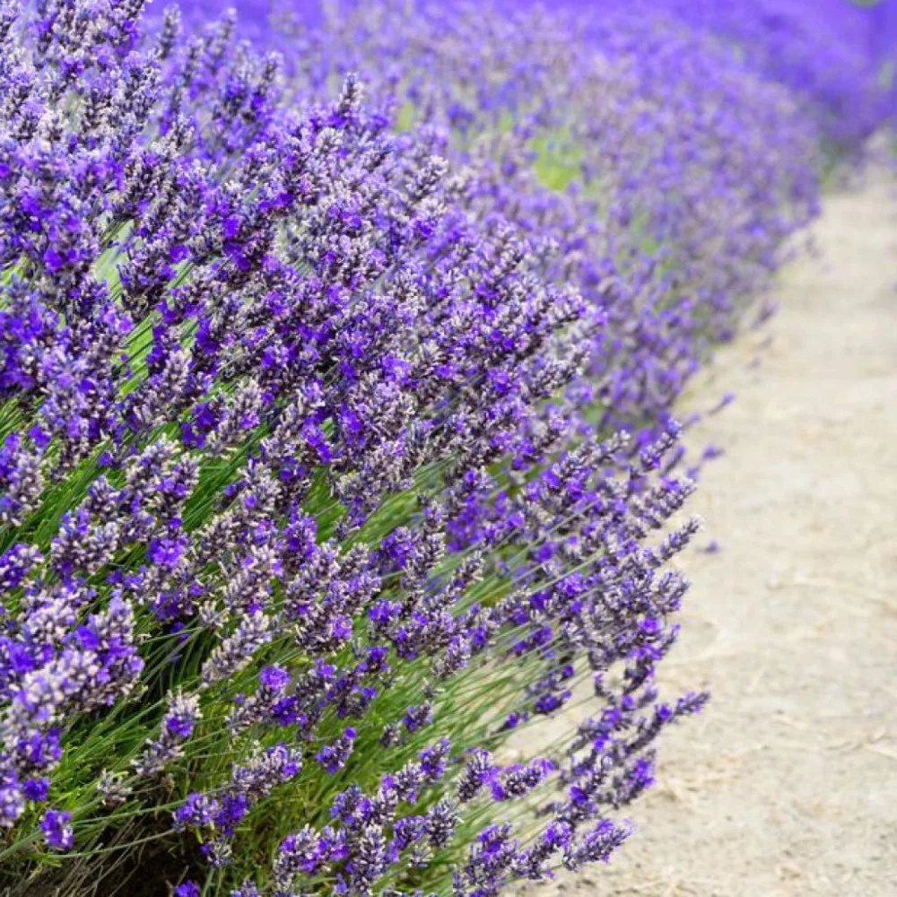 Angol levendula Lavandula ang. Essence Purple | bioritmus.hu