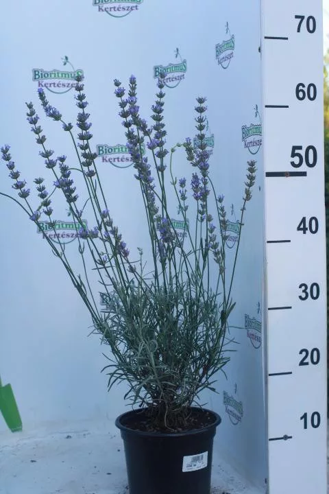 Levendula Lavandula x intermedia Amelia | bioritmus.hu