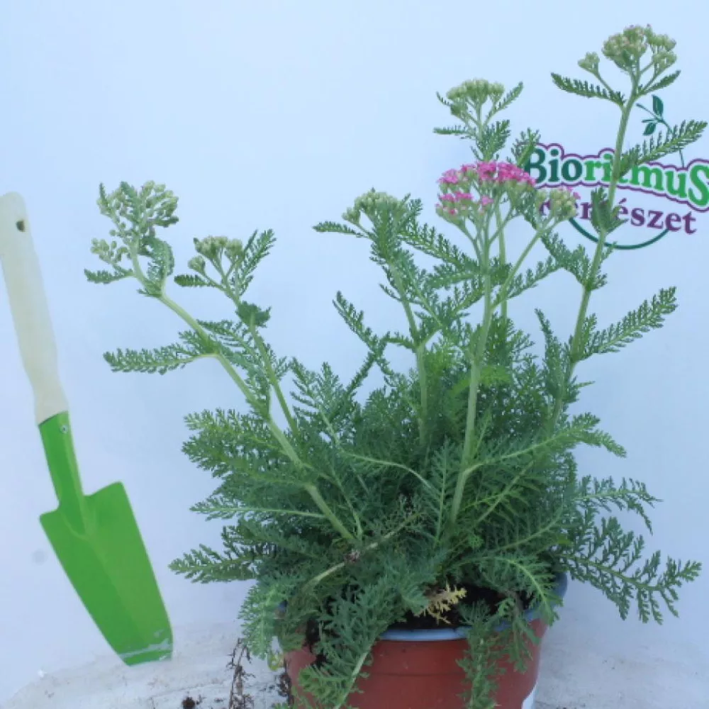 Rózsaszín cickafark Achillea millefolium Tutti Frutti Pink G