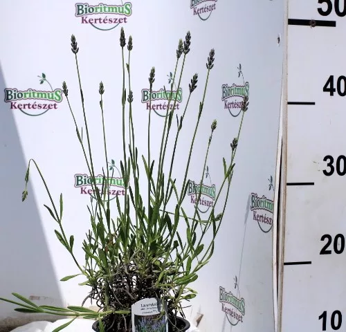 Angol levendula Lavandula intermedia Sensational 25cm | bior